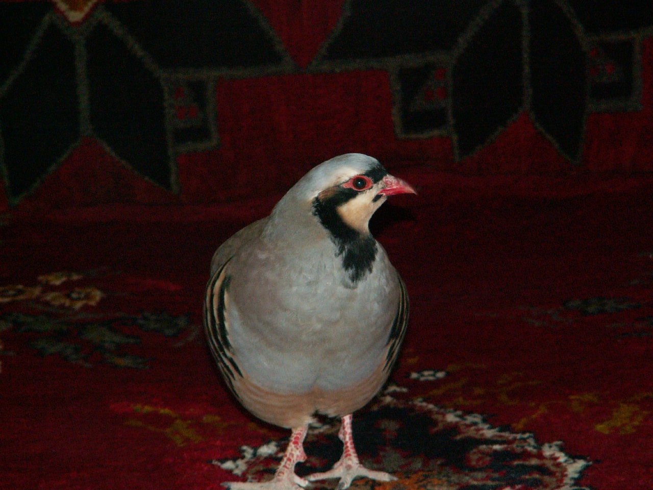 Kürecik'te Bulunan Kuş Türleri - Kürecik Haber Ajansı